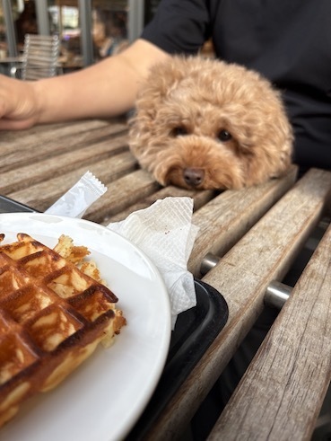 寝ぼけ王子: モピ道